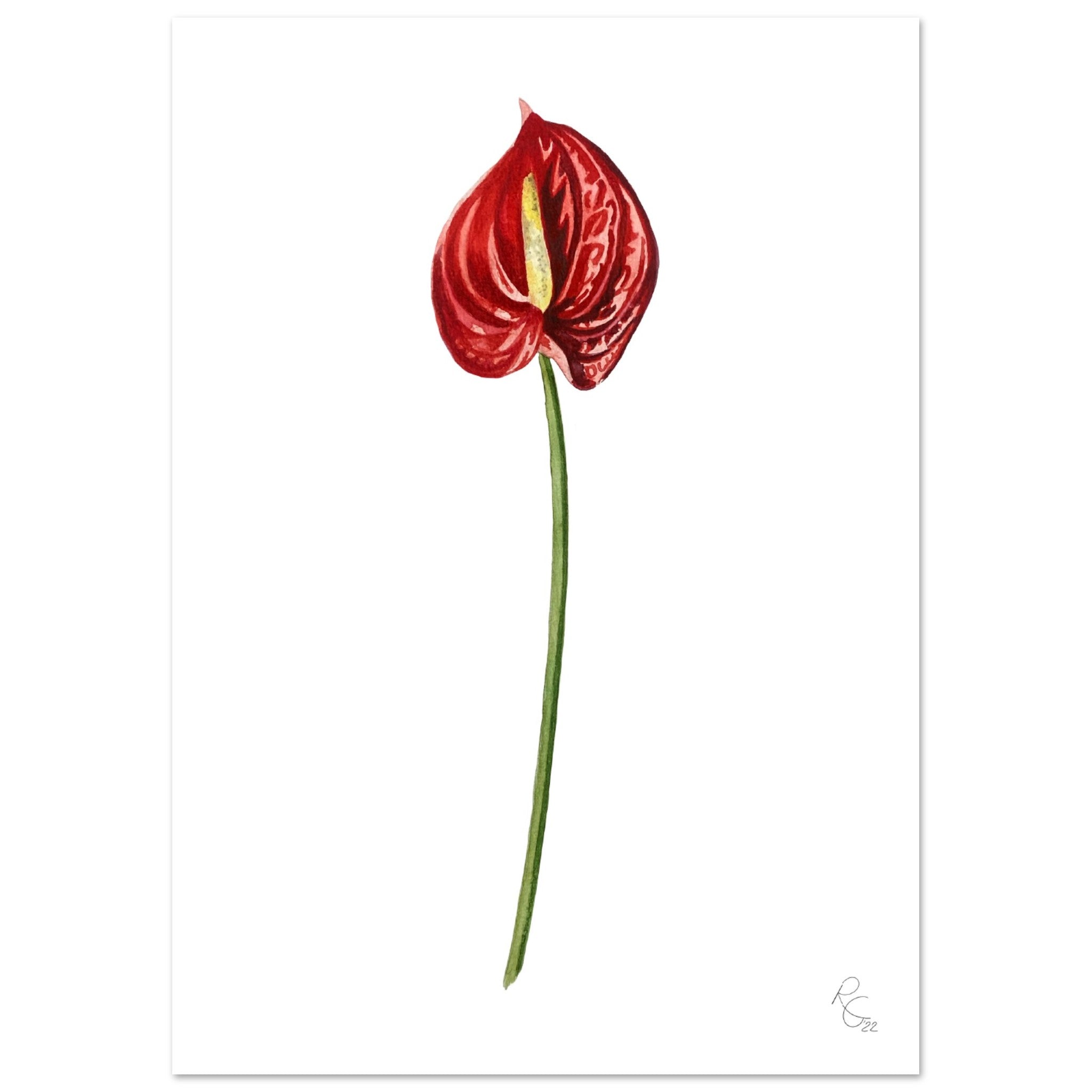 ANTHURIUM – RUTH GALLAGHER DESIGNS